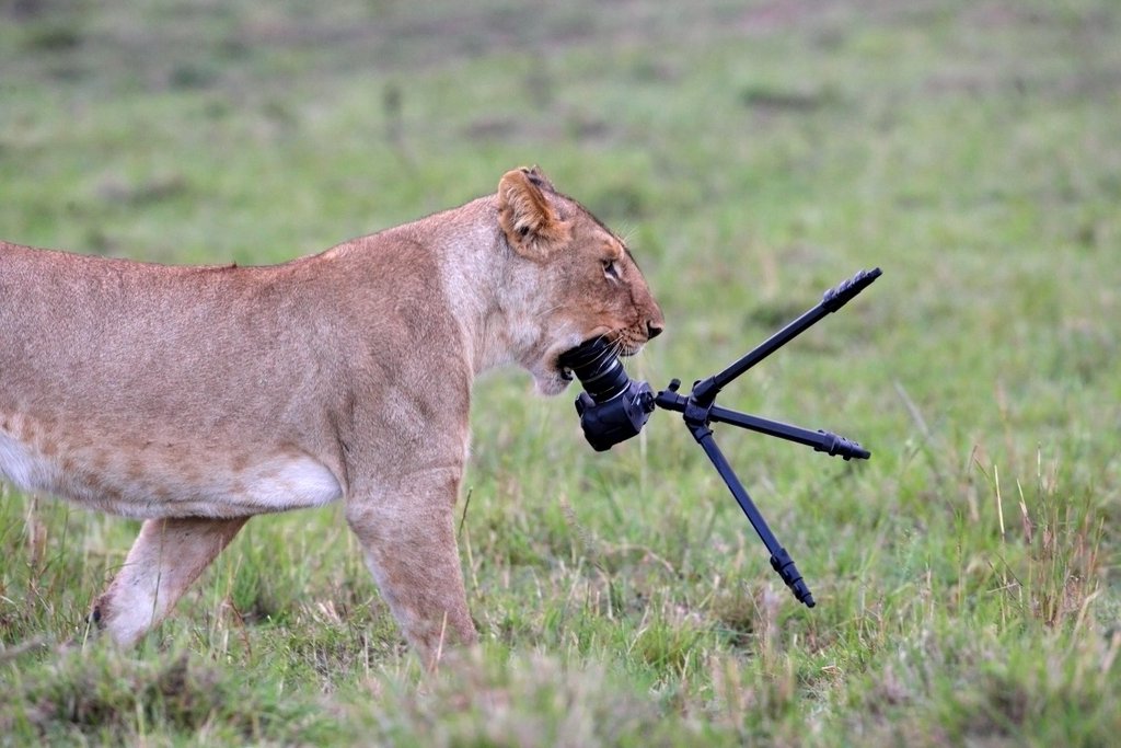 belgesel - uludağ sözlük