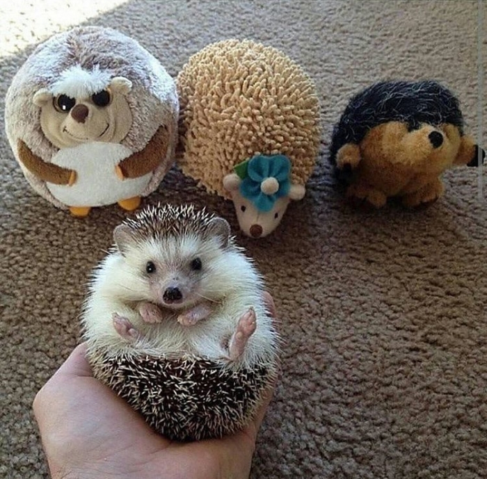 en sevimli hayvan türleri - sayfa 7 - uludağ sözlük