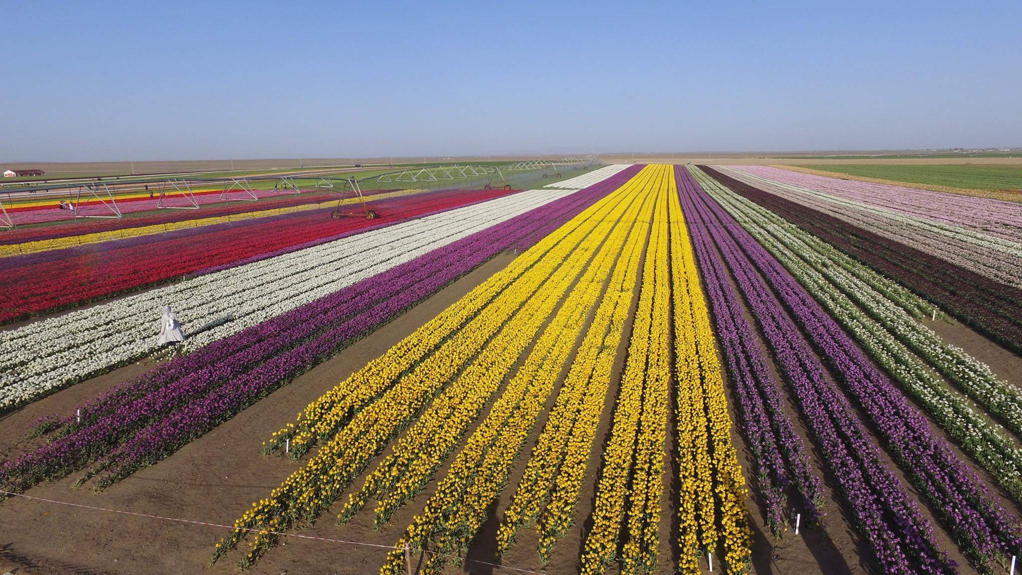 konya lale tarlaları #1158917 - uludağ sözlük galeri