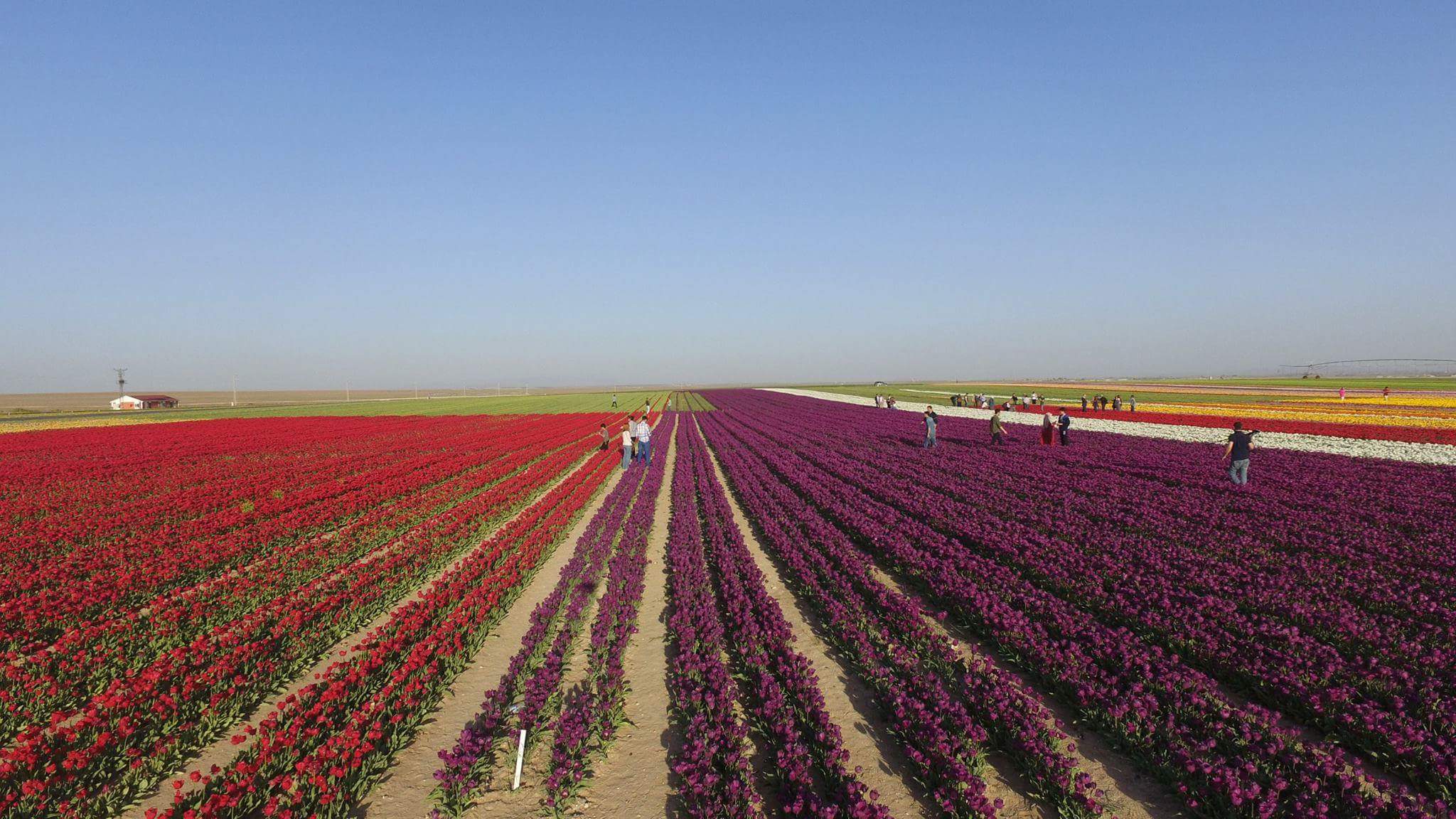konya lale tarlaları #1158919 - uludağ sözlük galeri