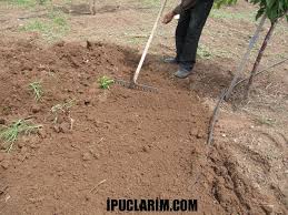 sikini ayrık otu sarmış yazar #1014262 - uludağ sözlük galeri