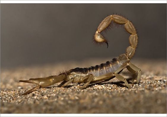 akrep #2184952 - uludağ sözlük galeri