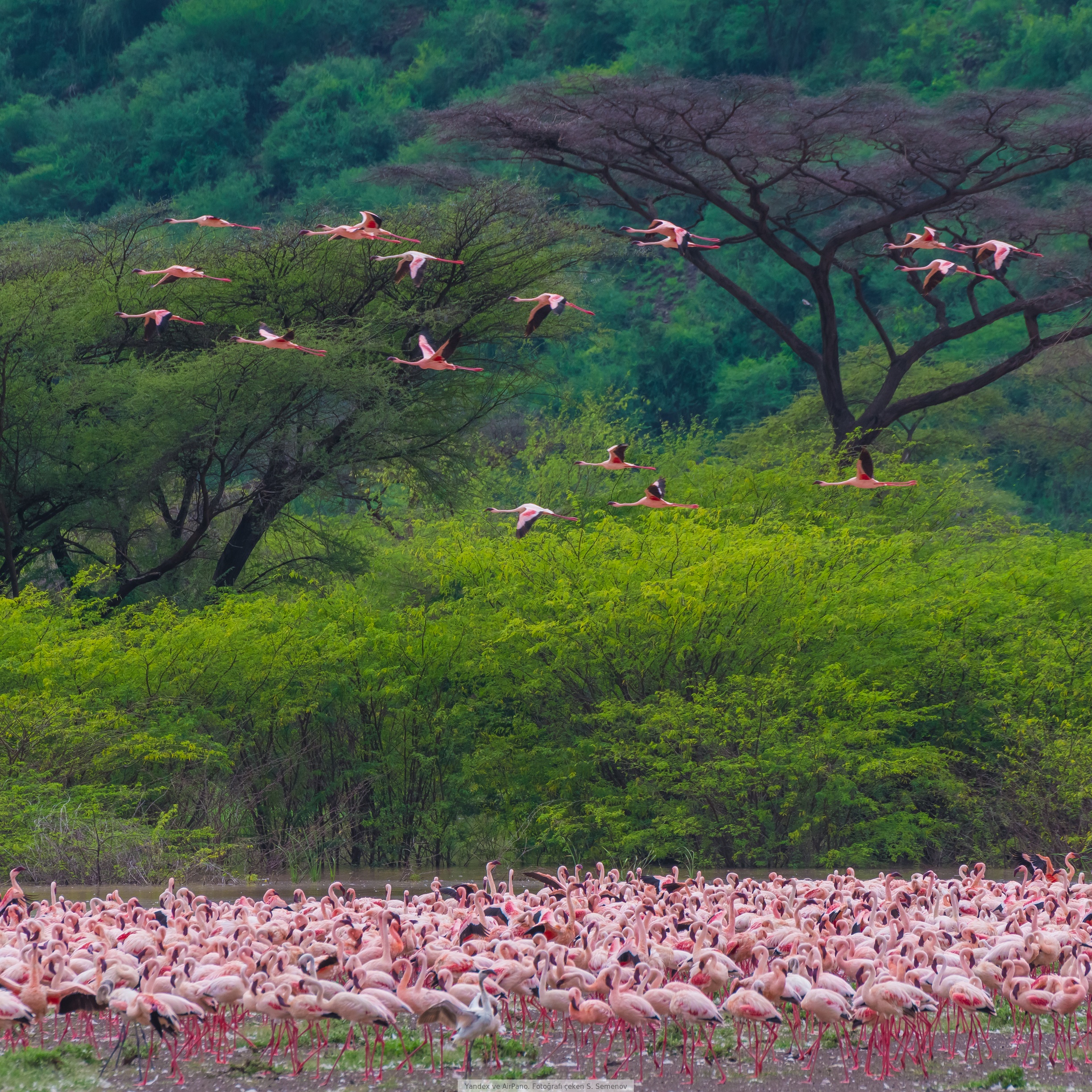 uçun kuşlar uçun - uludağ sözlük
