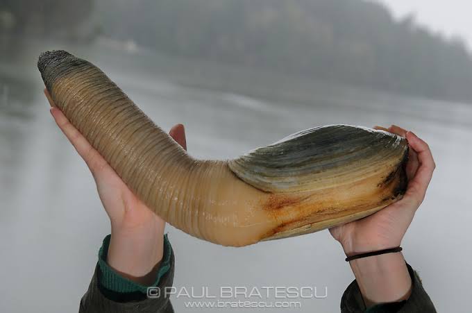 panopea generosa - uludağ sözlük